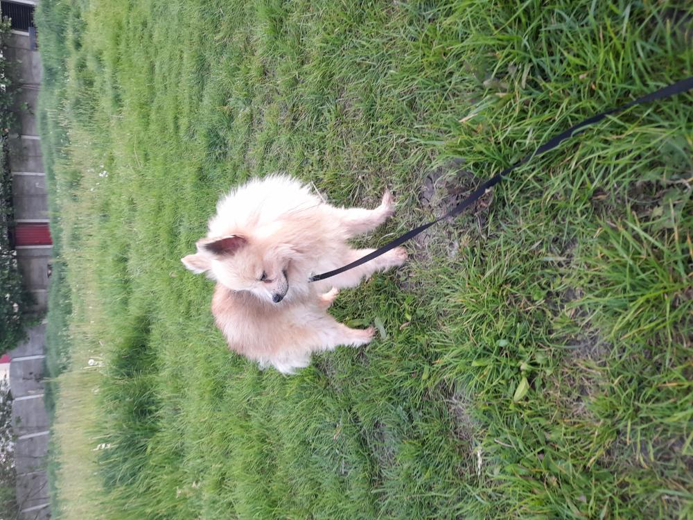 Pierdut catel - Animale pierdute - Caini - Pomeranian - Pet4Life.ro