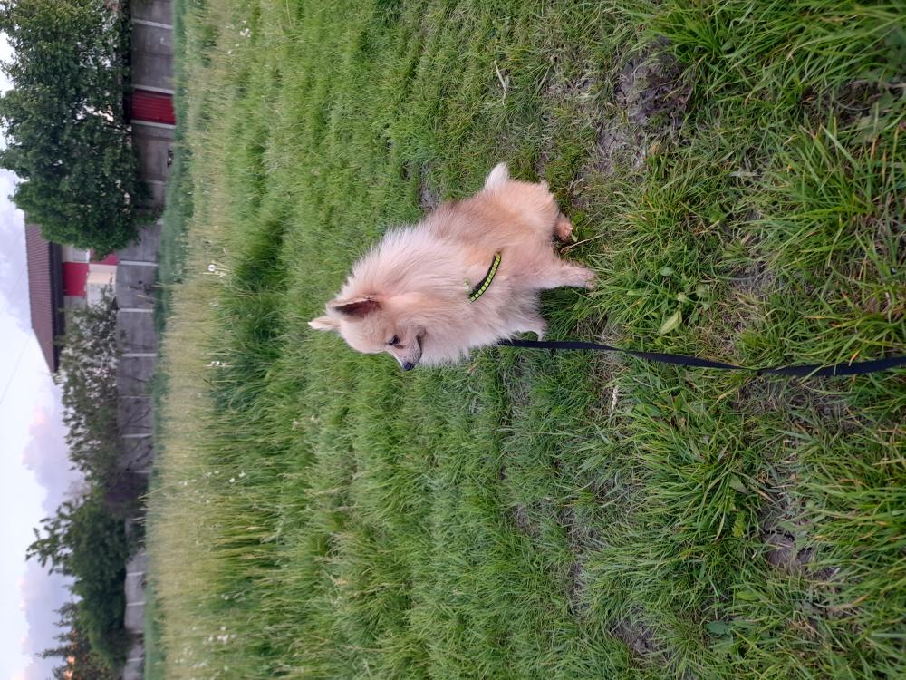 Pierdut catel - Animale pierdute - Caini - Pomeranian - Pet4Life.ro